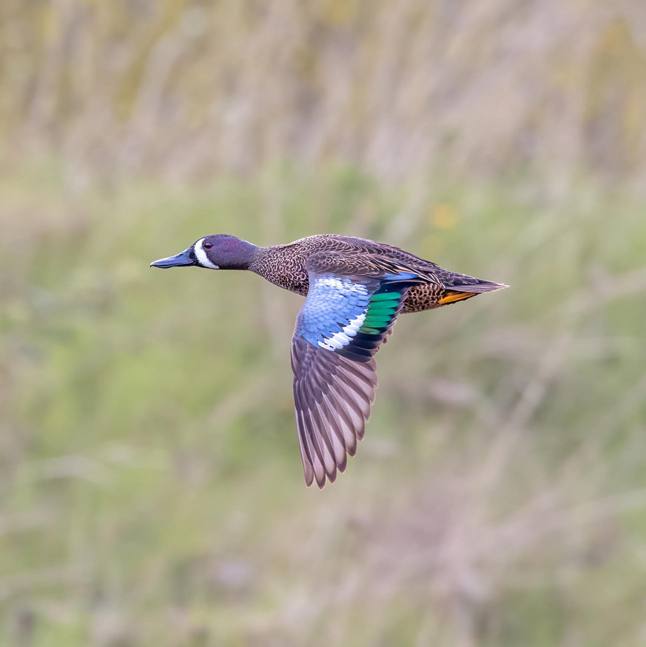 Getting Started in Bird Photography - Mylio Blog