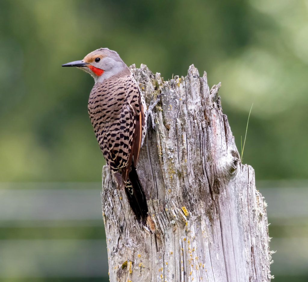 Getting Started in Bird Photography - Mylio Blog